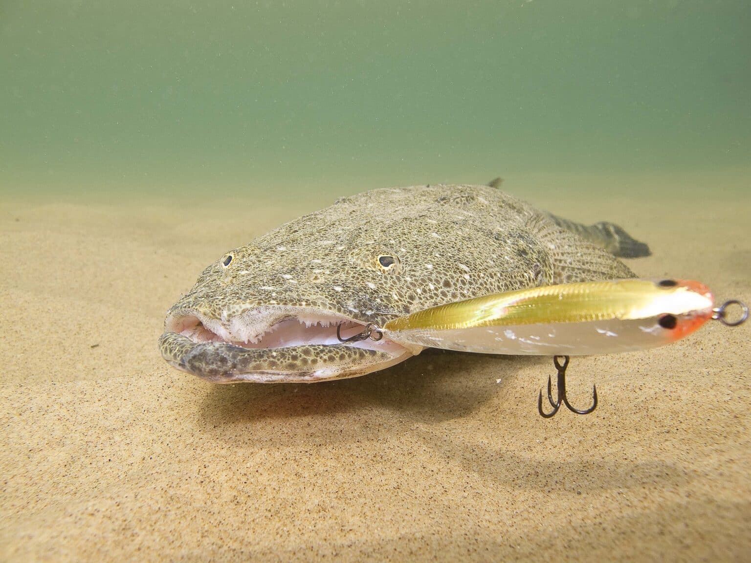 A guide to catching flathead - Unsealed 4X4